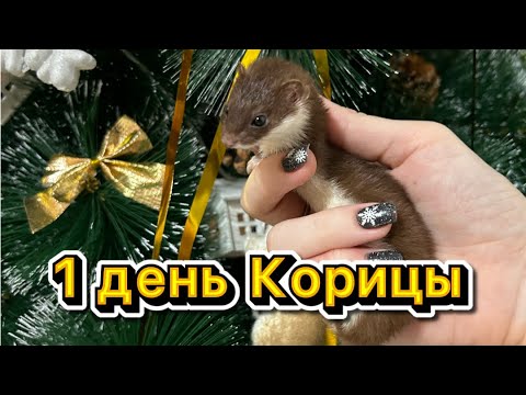 Один день из жизни Корицы
