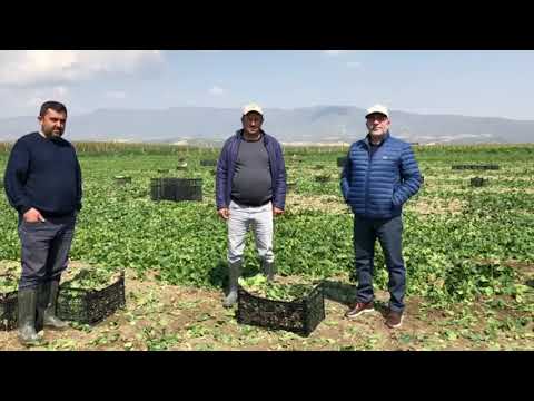 Evde kal Salihli, evde kal Türkiye! #ÇiftçiÜretecekHayatDevamEdecek