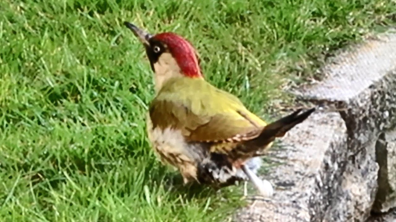 Bird Pooping - Woodpecker Bird Poops! - YouTube