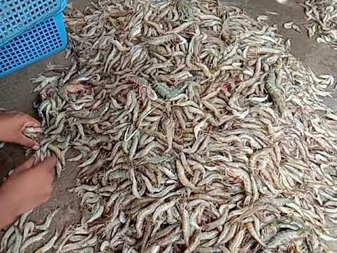 সাতক্ষীরার চিংড়ি 🍤🍤 মাছ-Satkhira shrimp fish - YouTube