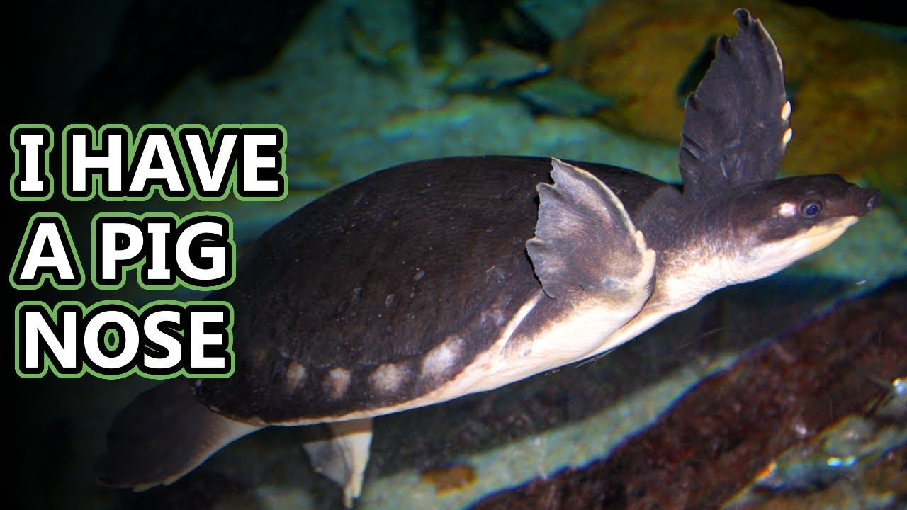 Fly River Turtle facts: aka pig nosed turtle! | Animal Fact Files - YouTube