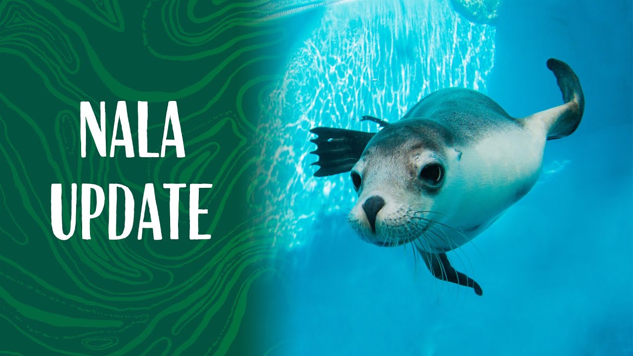 Nala Underwater