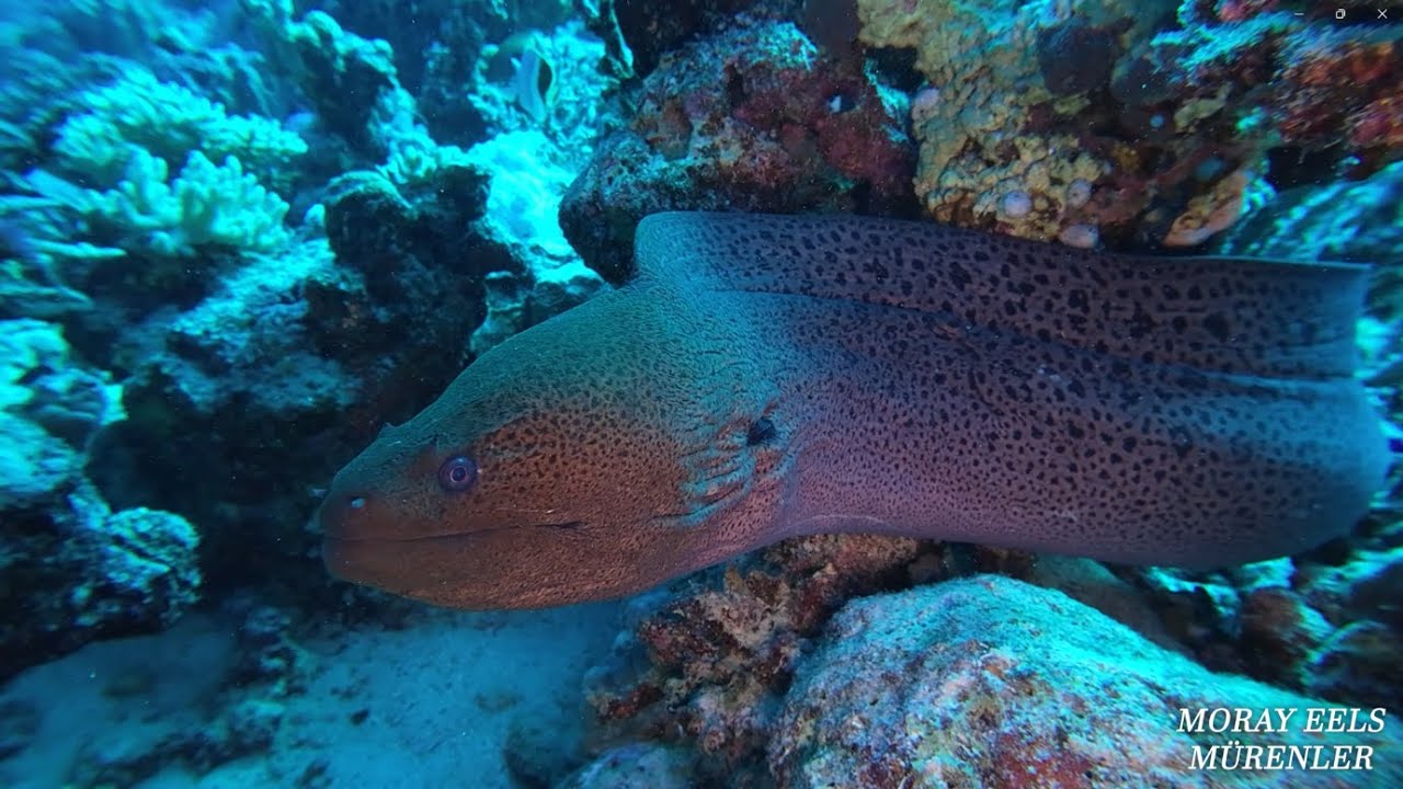 4K Moray Eels: The Mysterious Hunters of the Sea \ Müren Balıkları ...