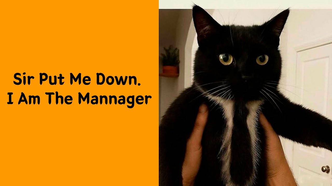 50 Cat Memes That Hit Harder Than Catnip - YouTube