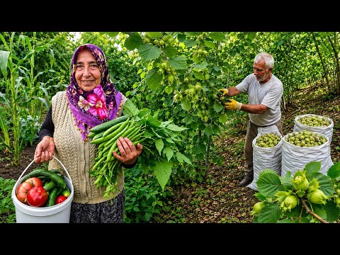 Zorlu Karadeniz Köyünde Fındık Hasadı ve Taze Fasulye Toplama