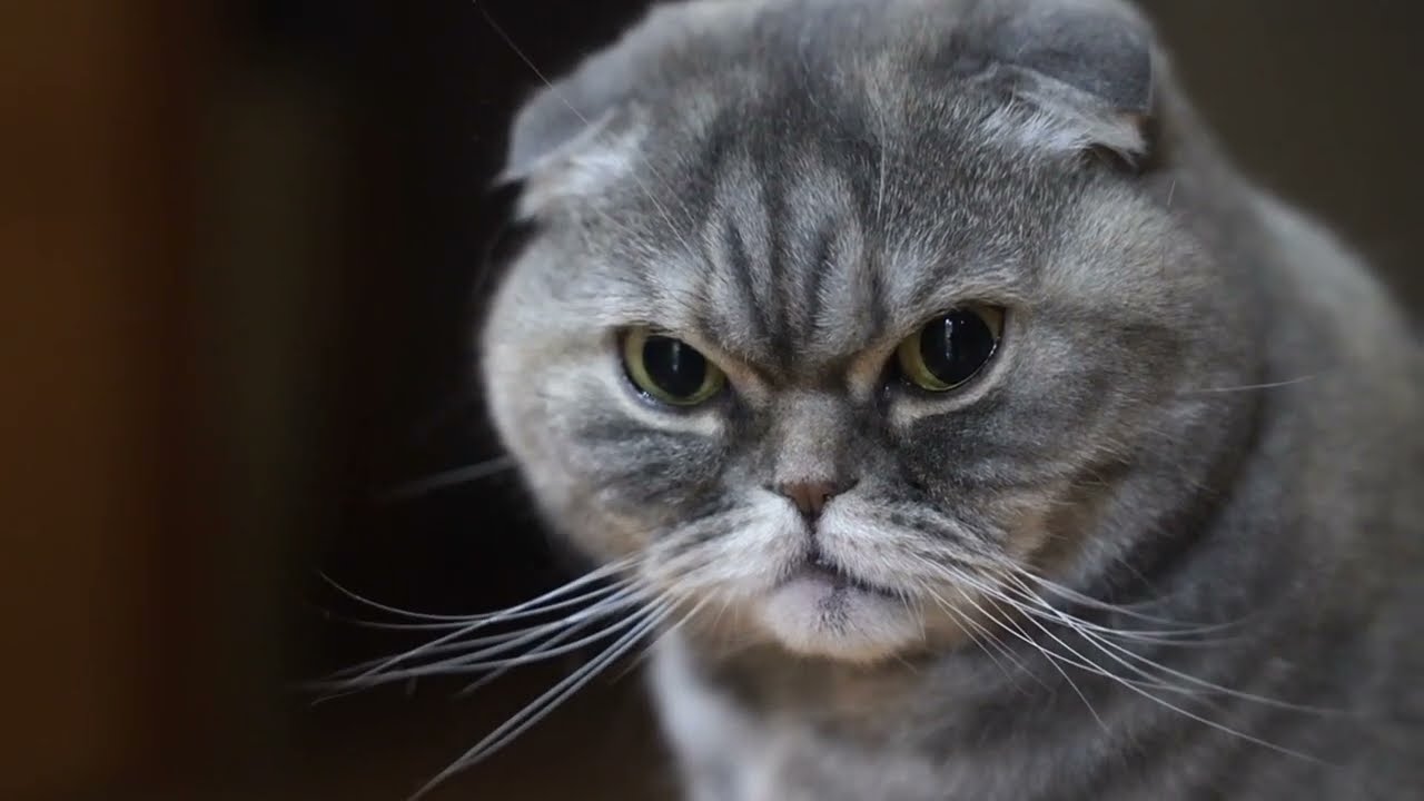 ABC Adventure – Let's Explore the Alphabet Together! | DiamondDKids ...