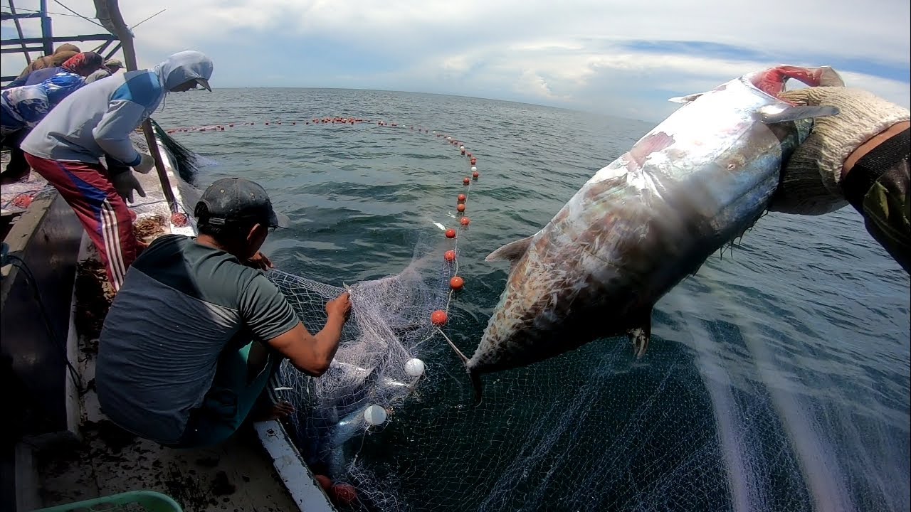 Menjaring ikan tengiri dan berbagi hasil ikan kembung - YouTube