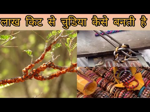 Life cycle of Lac (Lac insect)।। लाख कैसे बनता है और लाख से क्या क्या ...