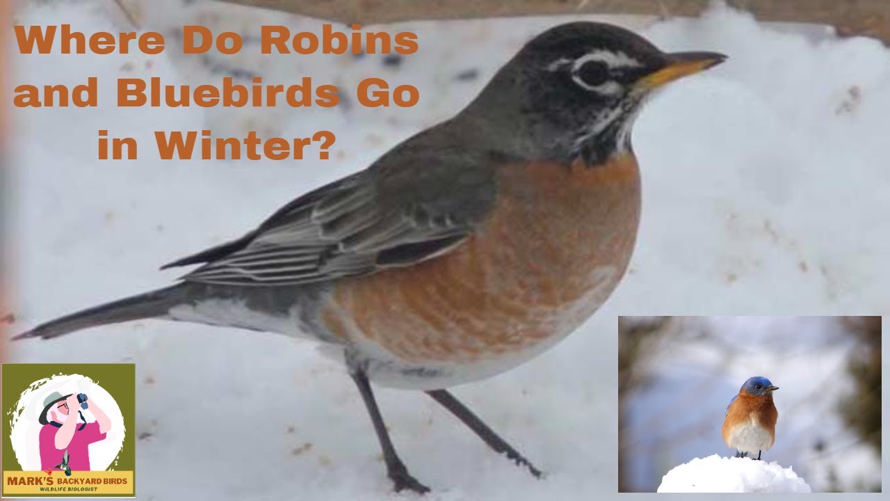 How Do Robins and Bluebirds Survive In Winter? - YouTube