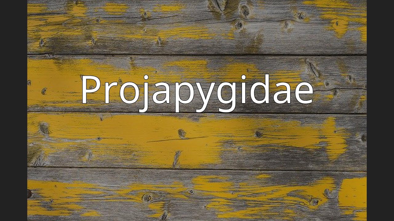 Projapygidae - YouTube