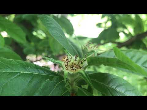 Mespilus germanica, Common medlar; Muşmula, Beşbıyık, Ezgil, Döngel, Ezgil, Gelinboğan, Töngel IMG 0