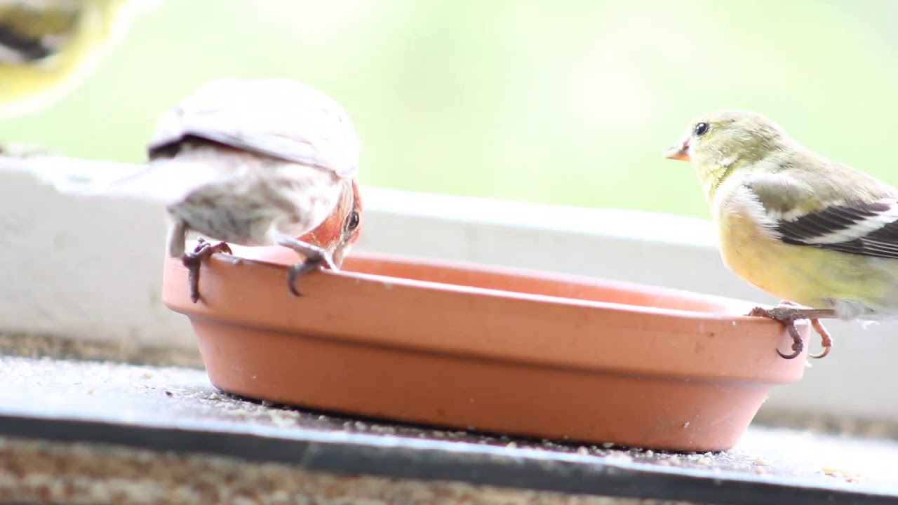 Mix of Birds in Michigan - YouTube