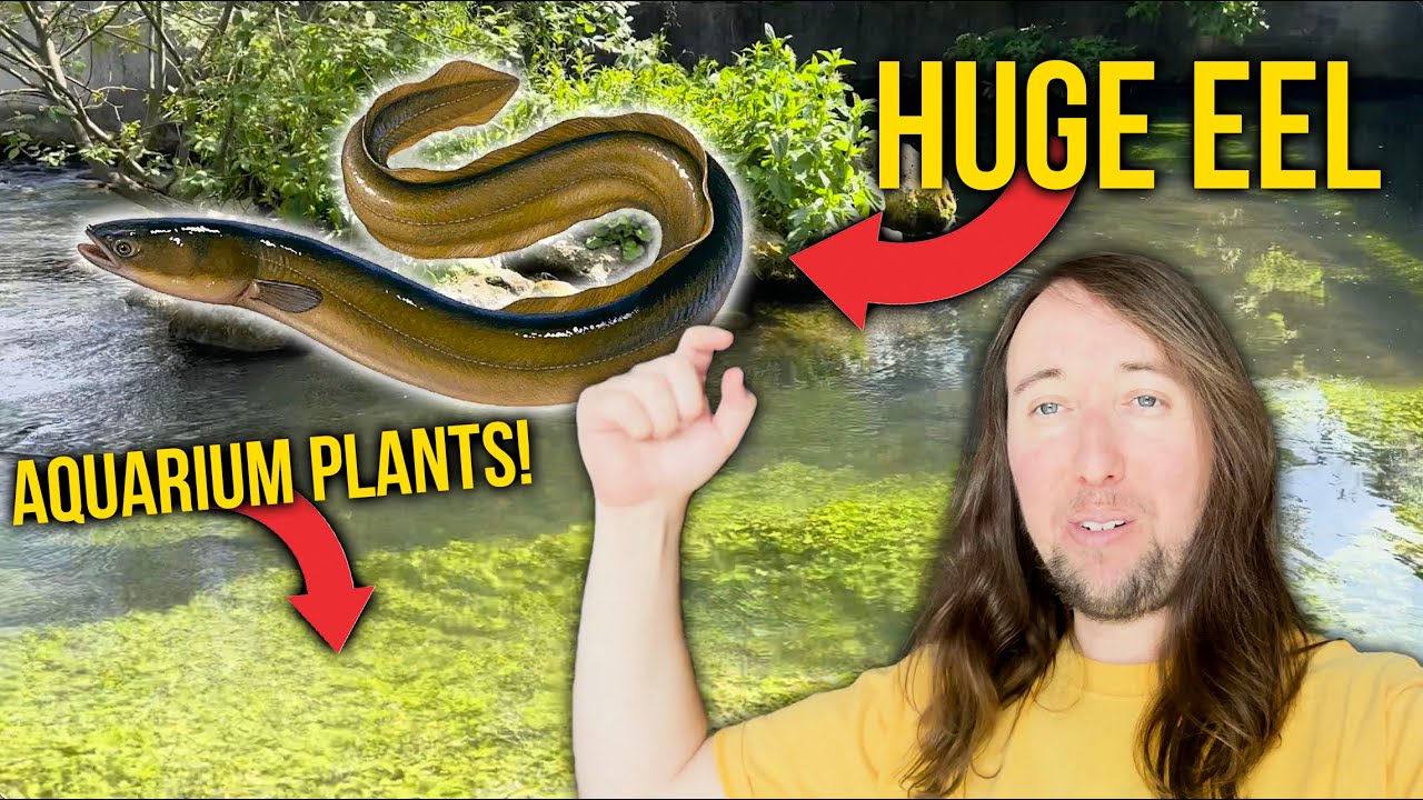 Huge European Eel and Wild Aquarium Plants! In Germany! - YouTube