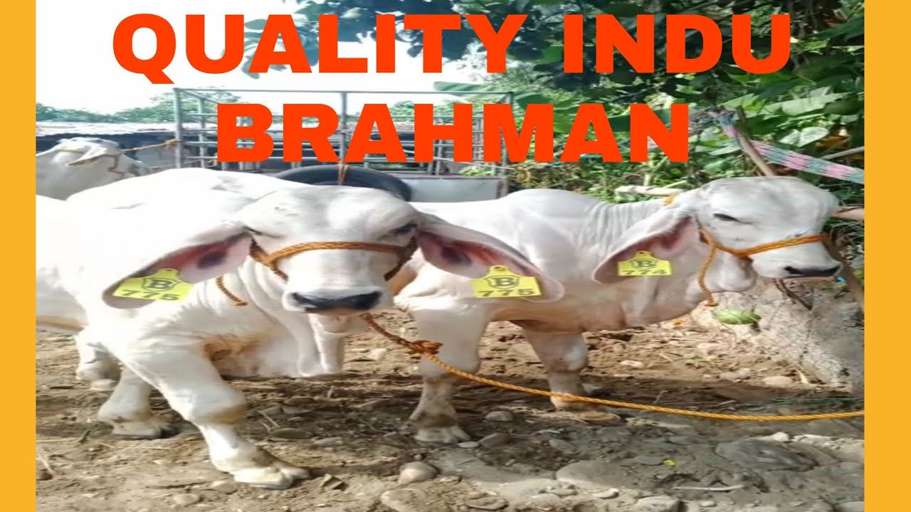 QUALITY INDU BRAHMAN - YouTube