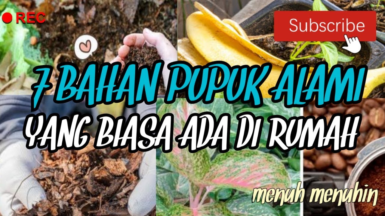 7 Bahan Pupuk Alami yang Menyuburkan Tanaman Hias Aglonema, Biasa Kita ...