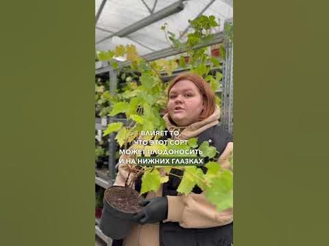 Виноград Аврора - YouTube