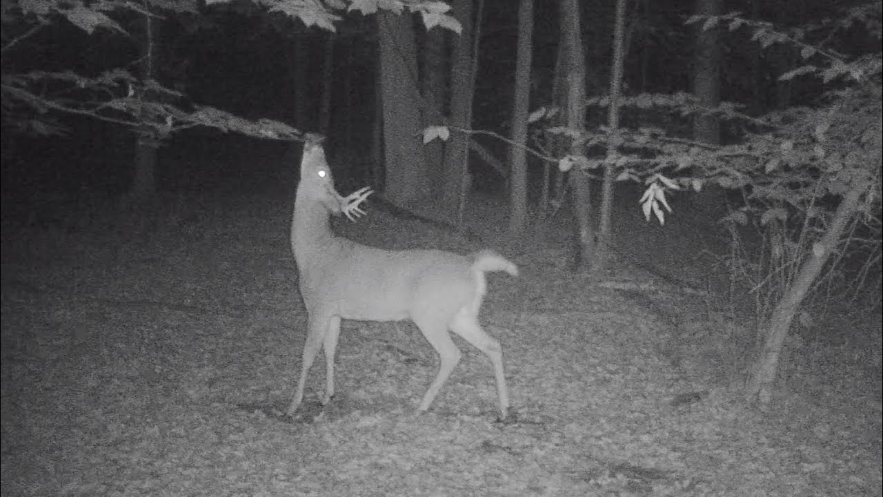 Trail Camera Compilation| (Fall 2020-21) - YouTube