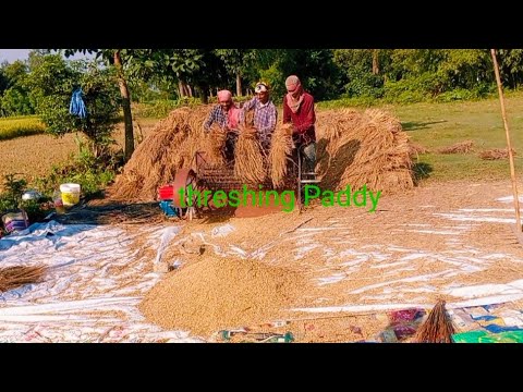 threshing paddy... #threshing #paddy #paddyfield #rise #nature ## ...