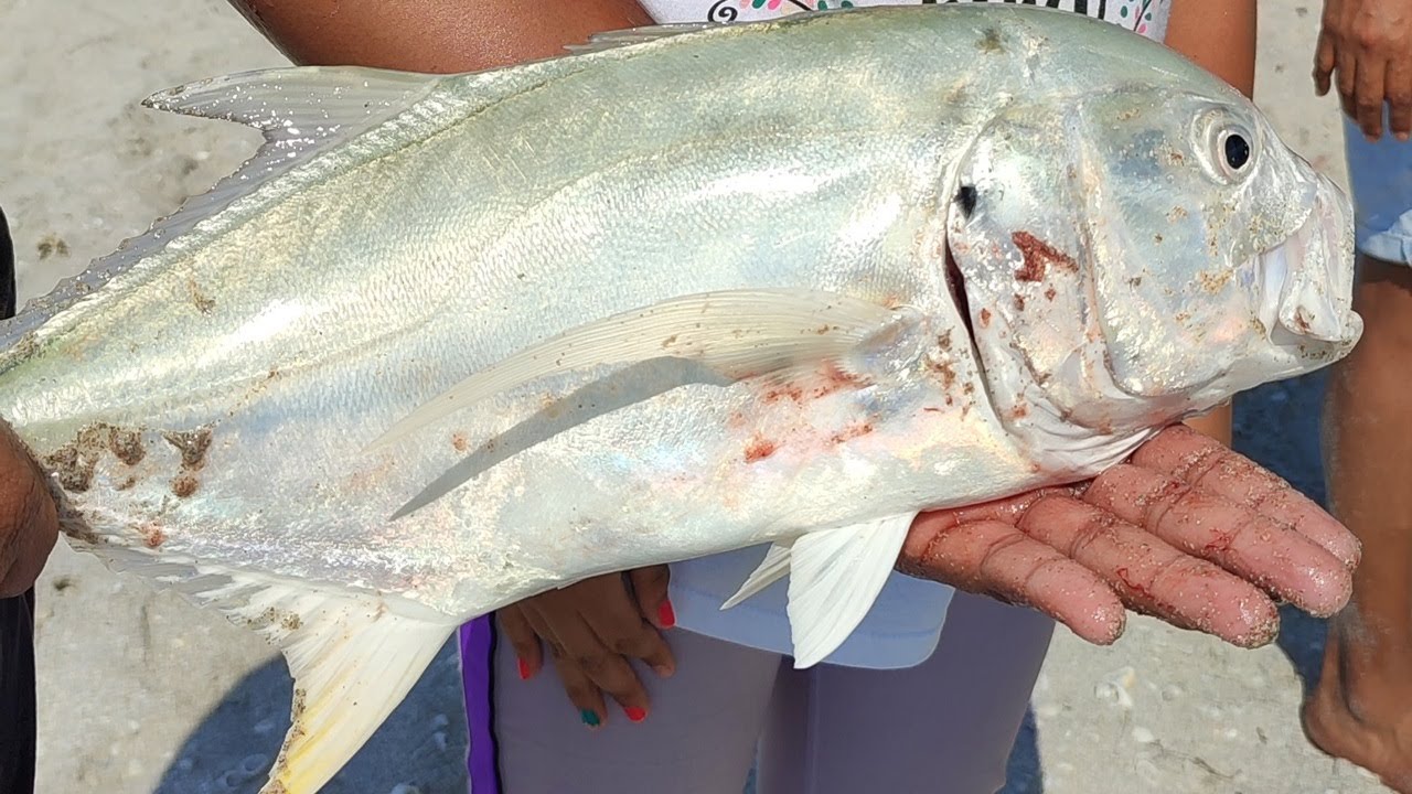 JURELES PARA TODOS | Pesca de orilla en la PLAYA con carnada - YouTube
