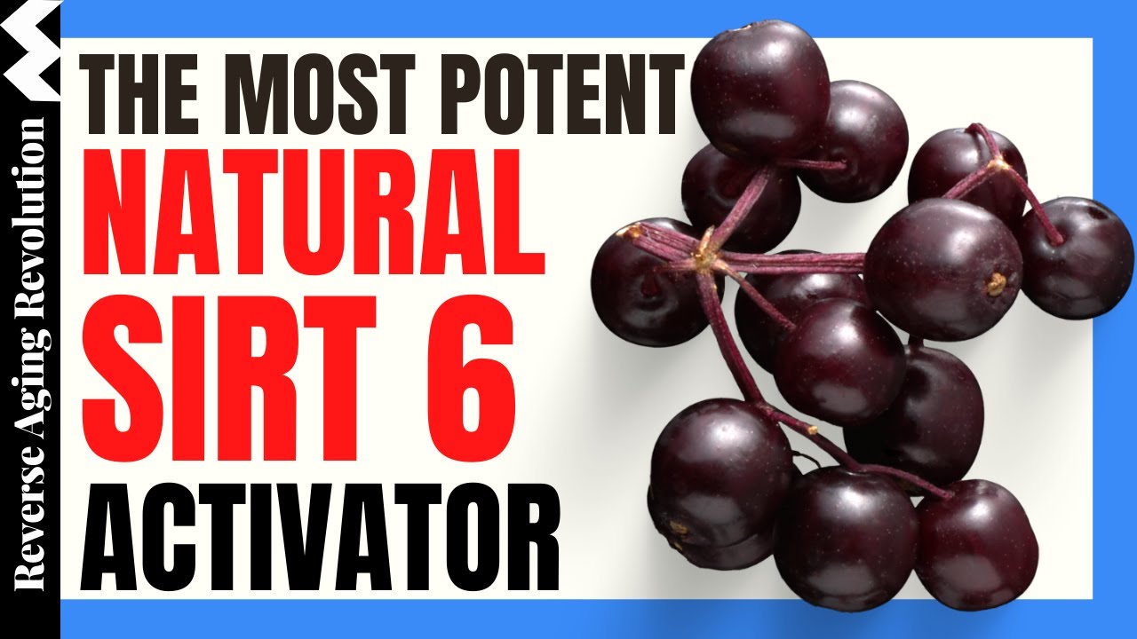 THE MOST POTENT NATURAL SIRT6 Activator ~ 55-FOLD Increase ~ | Reverse Aging Revolution - YouTube