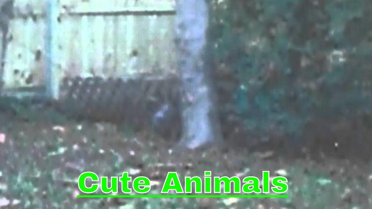 Squirrel Doing Backflips - YouTube