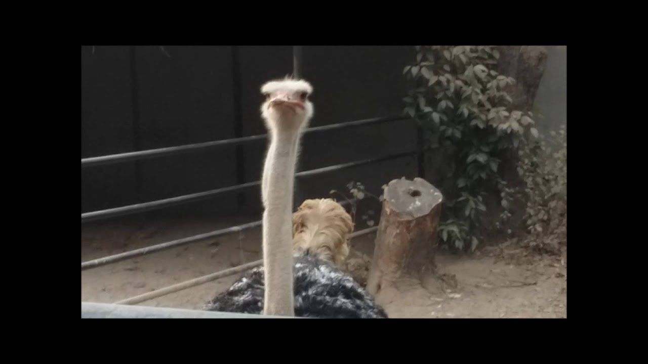 African Ostrich Running - YouTube