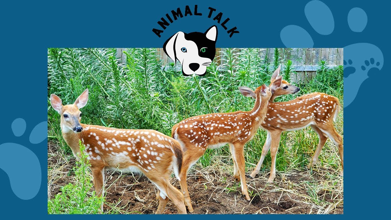 What to do if you come across an abandoned or injured fawn | Animal ...