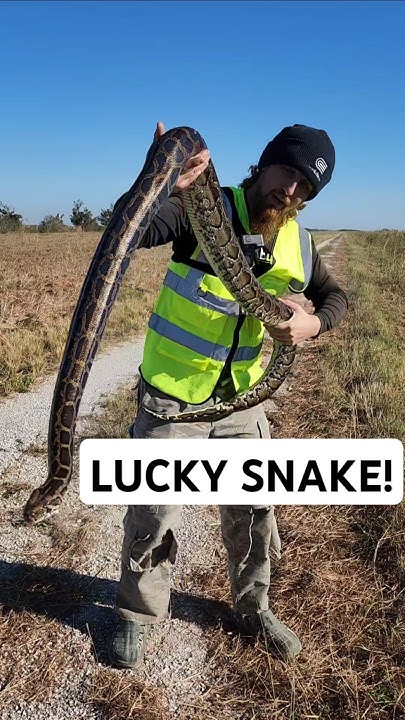 LUCKY PYTHON! #fyp #foryou #explorepage #explore #python #reptile #fypシ ...