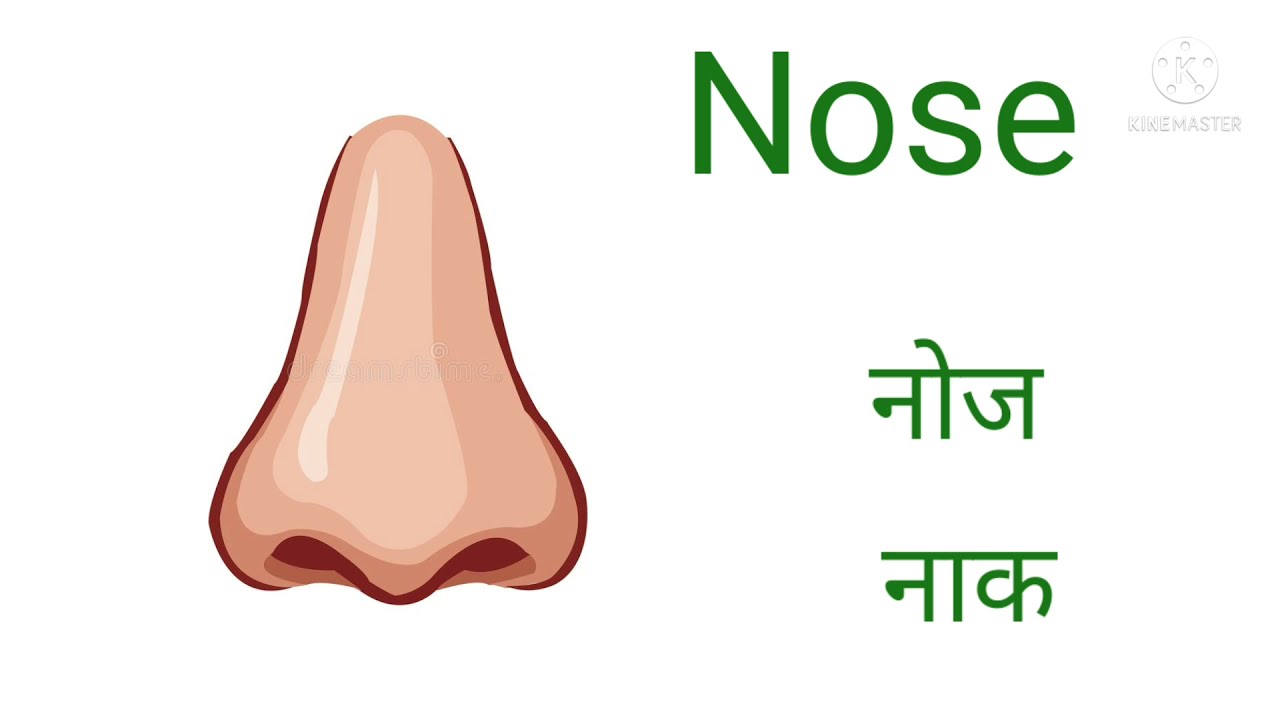 Parts Of Body Body Parts Name Hindi Or Angreji Parts Of Body Body Parts Name Hindi Or Angreji