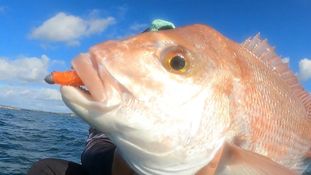 Snapper fishing with Zman Softbait - NZ Kayak Fishing - YouTube