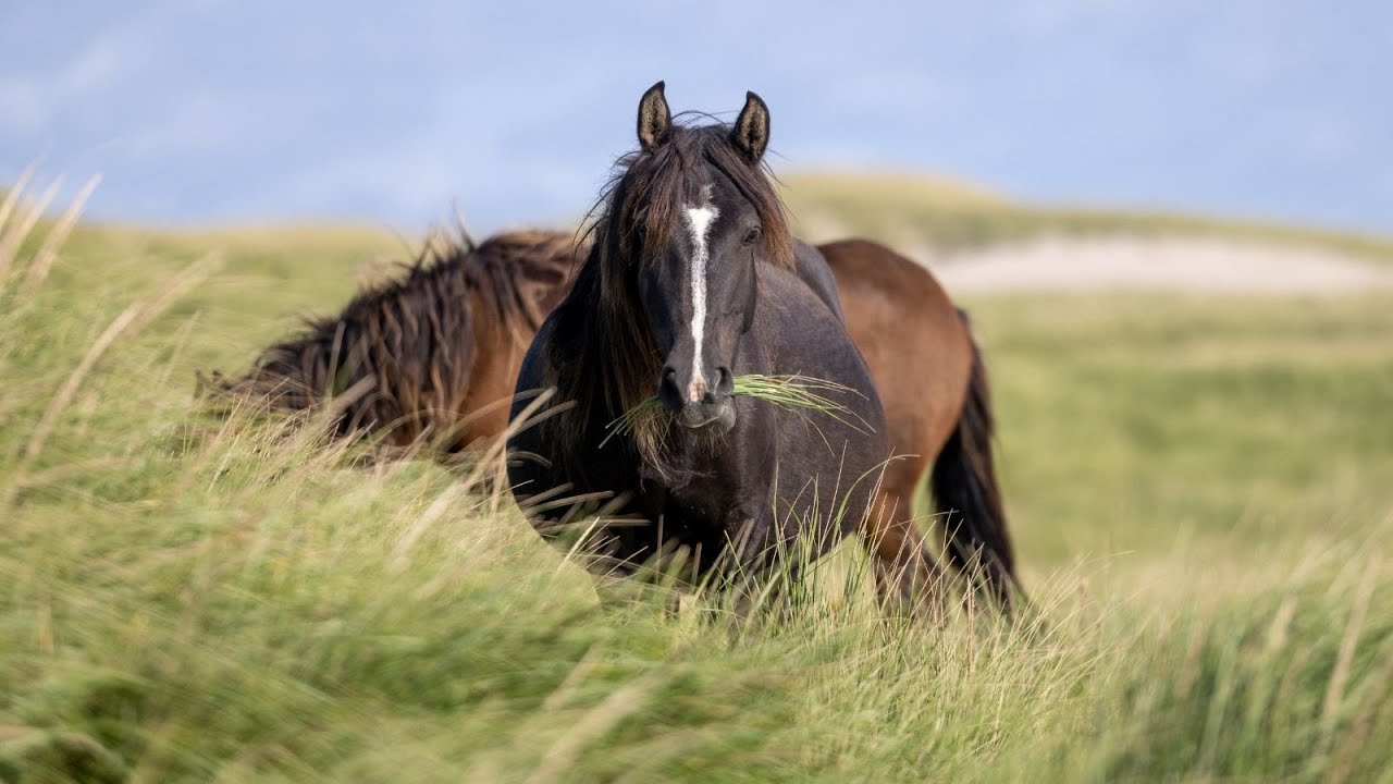 150 Sable Island wild horses died last winter, Parks Canada reports ...