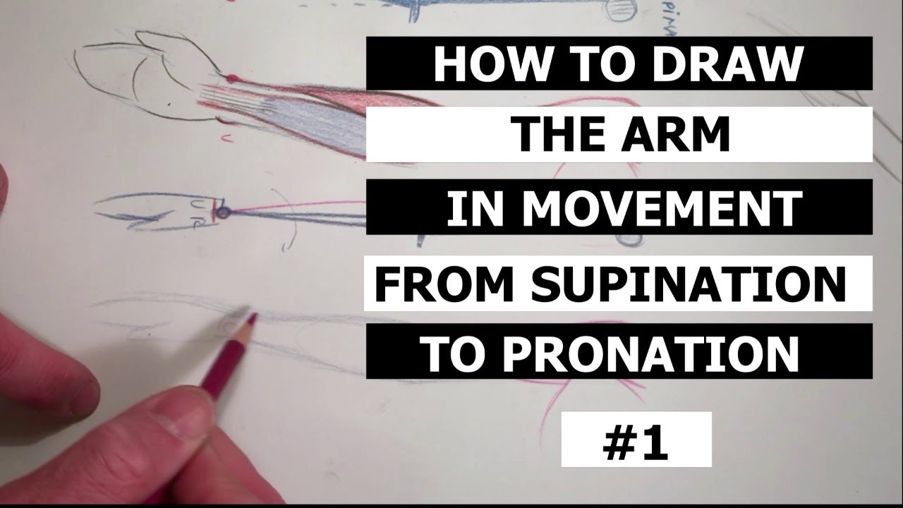 How to Draw the Arm from Supination to Pronation | Part 1 - YouTube