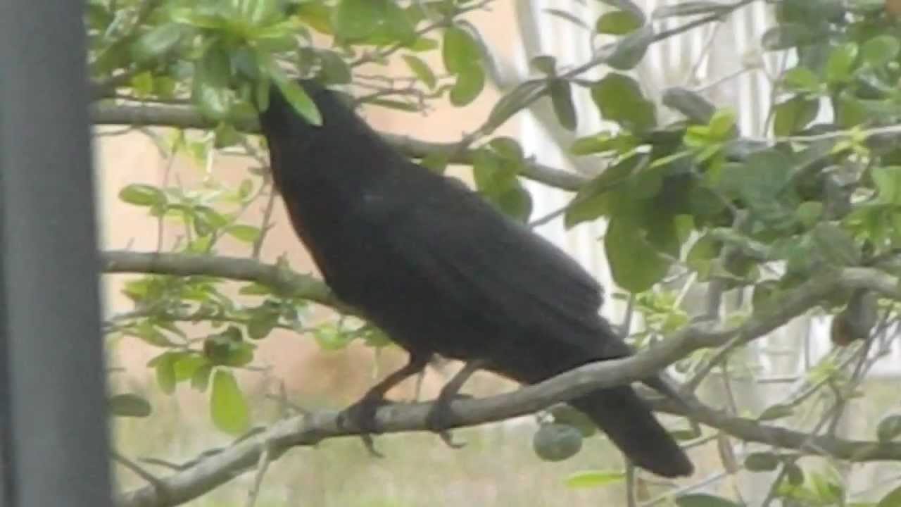 Noisy crow cawing for his mate - YouTube