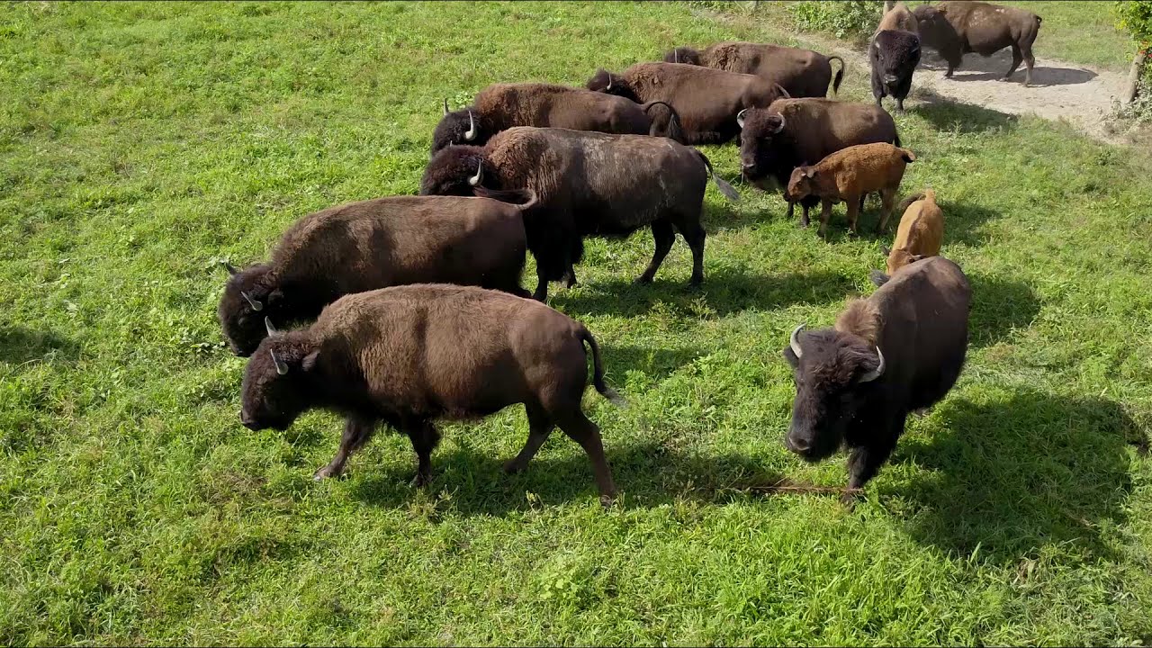 Where the Buffalo Roam - YouTube