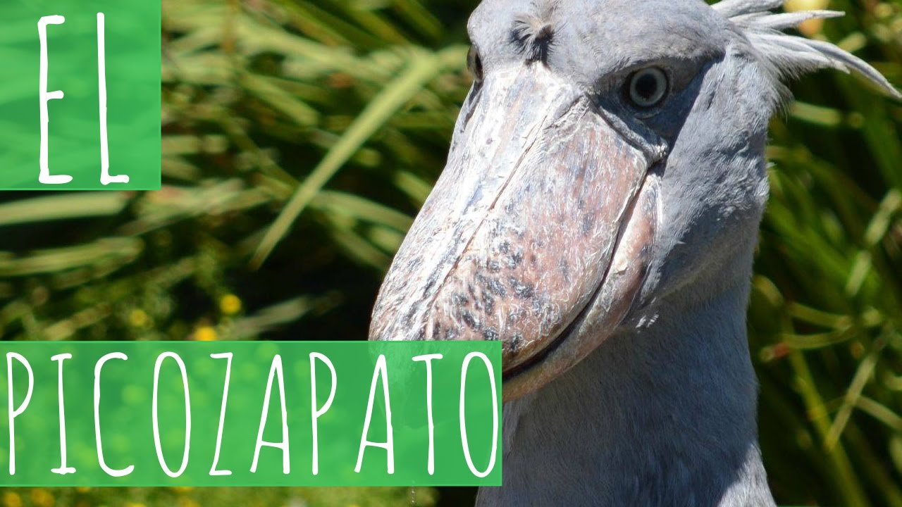 El Picozapato - MuKi&Mu - YouTube