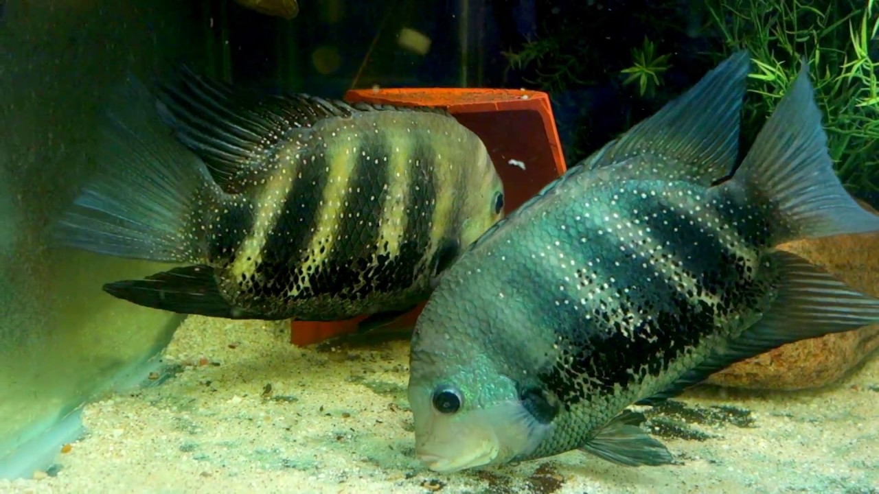 Green Chromides / Etroplus suratensis: The eggs are hatching - YouTube