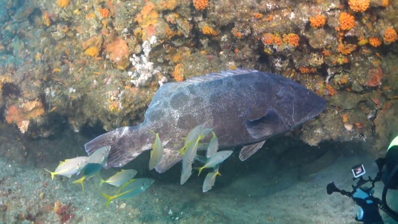 South Africa diving - Protea Banks - YouTube