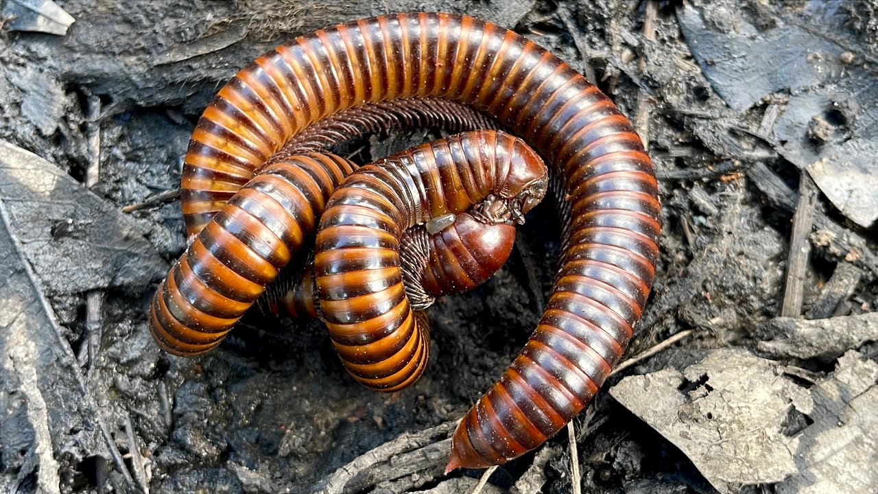 😭 Hunting Millipedes and centipedes, tilapia, iguanas, turtles #live ...