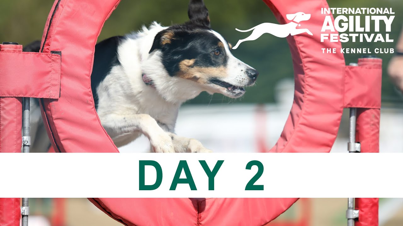The Kennel Club International Agility Festival - Day 2 (Main Ring ...
