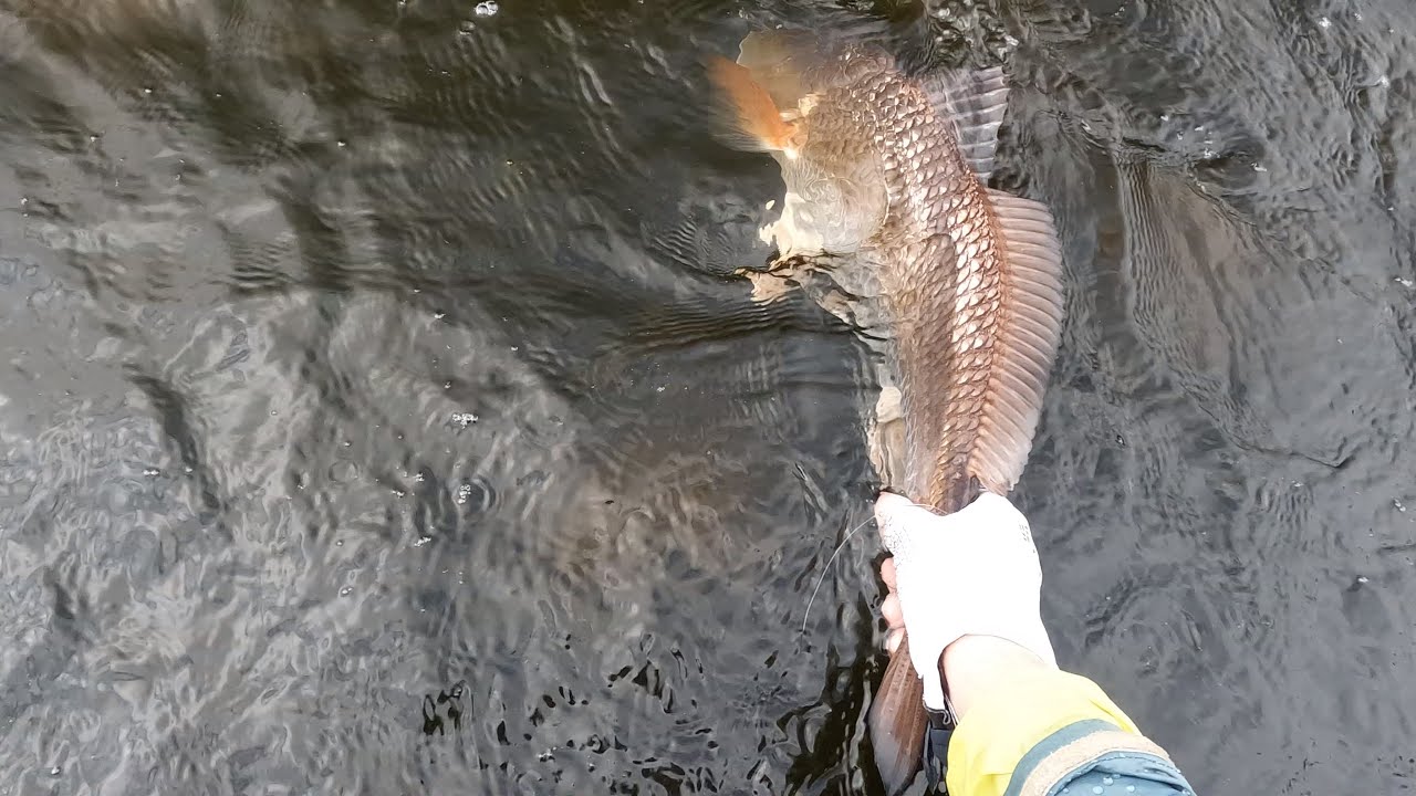 First Redfish of 2024 HD 1080p - YouTube