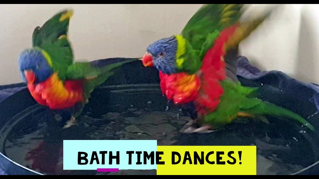 The Dance of the Bathing Birds - YouTube