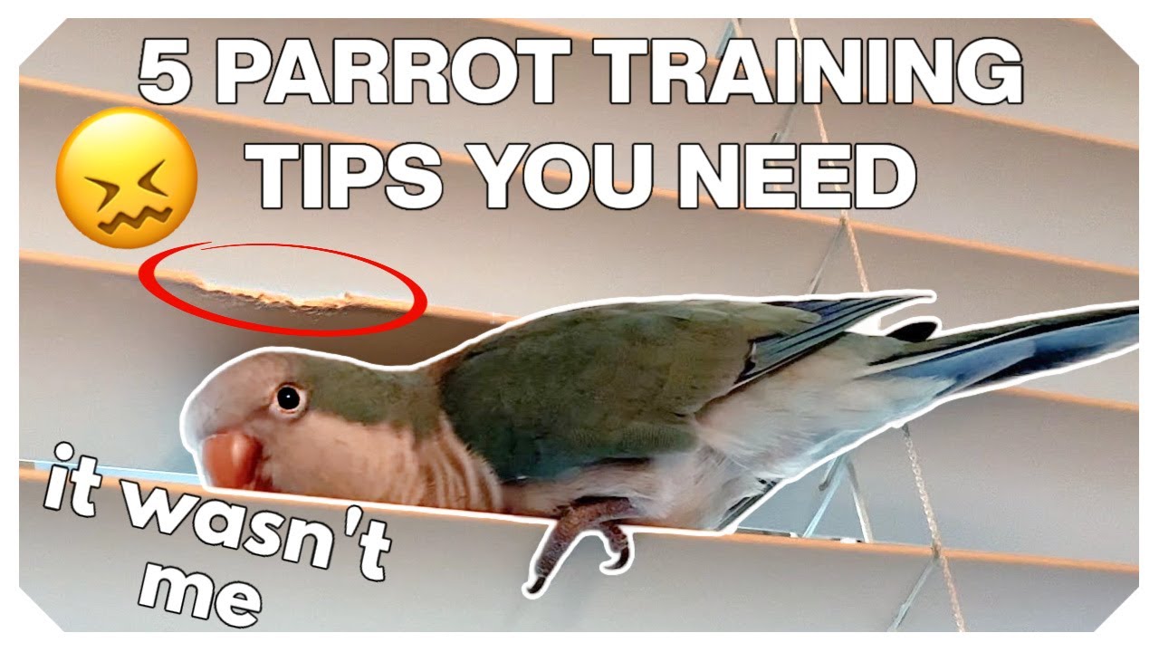 5 Parrot Training Tips - YouTube