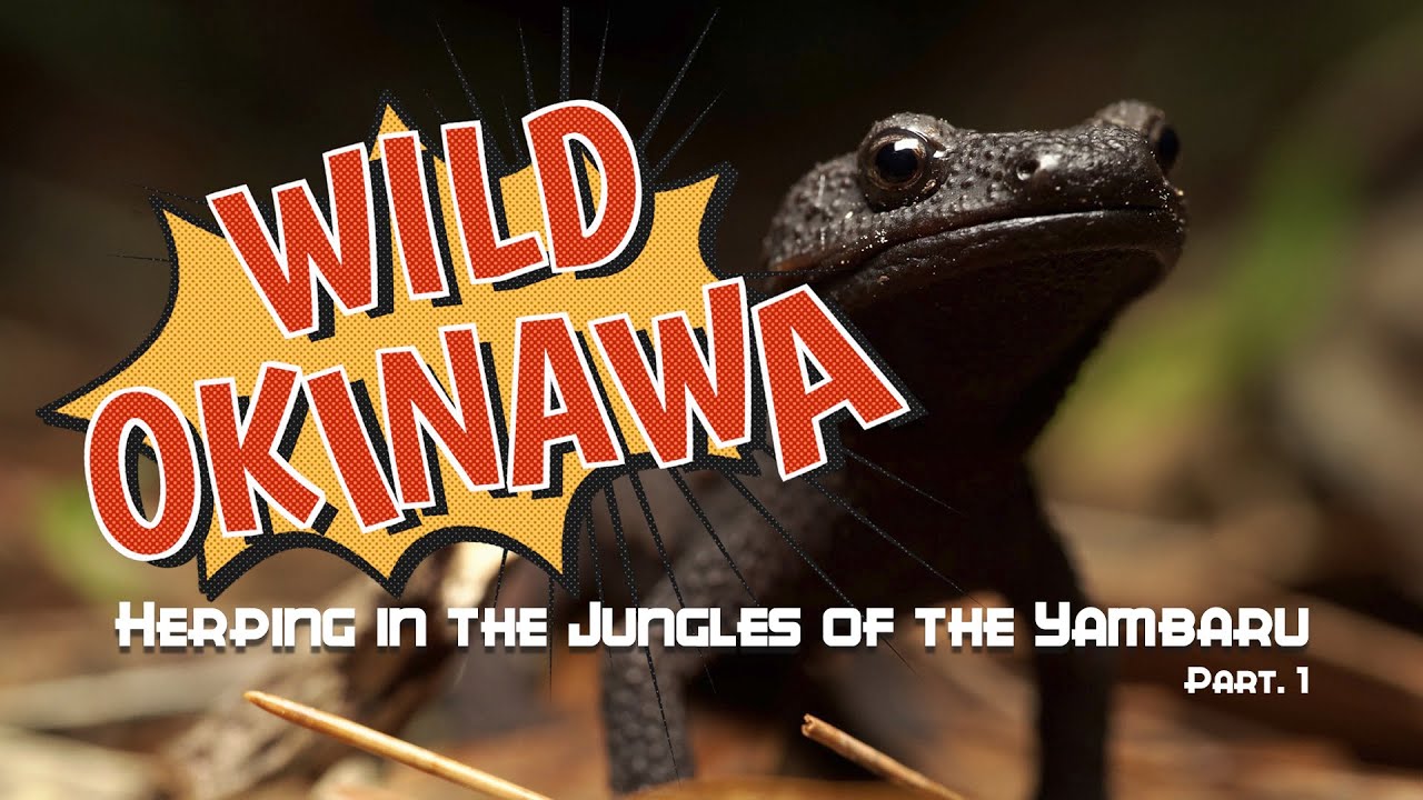 Wild Okinawa - Creatures of the Yambaru. Pt.1 - YouTube