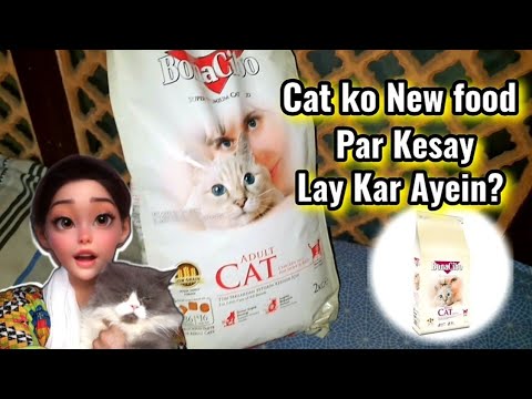 How to transition your cat to new cat food || how to change your cat's ...