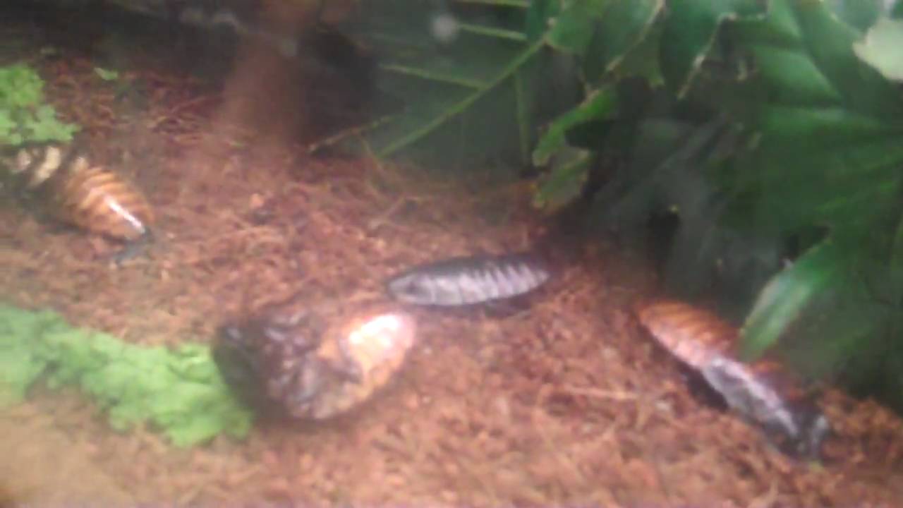Day 128 of Firsts: Hold a Live Madagascar Hissing Cockroach - YouTube