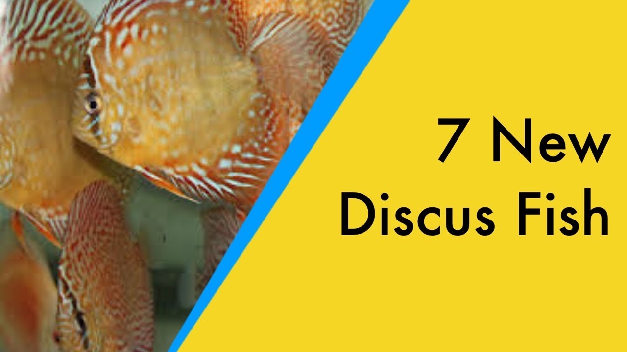 How to buy beautiful Discus fish! - YouTube