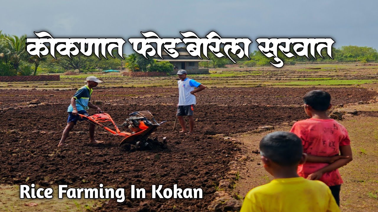 कोकणात फोडबेरीला सुरवात | Rice Farming🌾 | Konkan Vlog | Village Life # ...