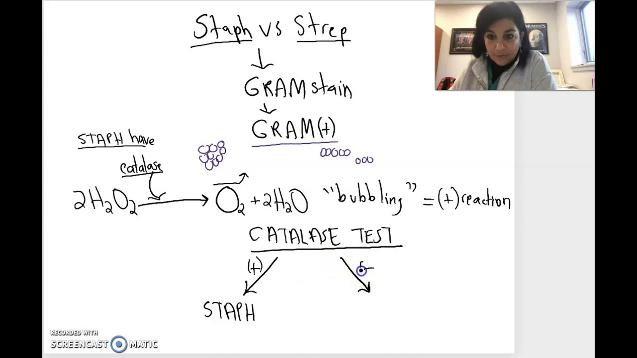 Staph vs Strep Tests - YouTube