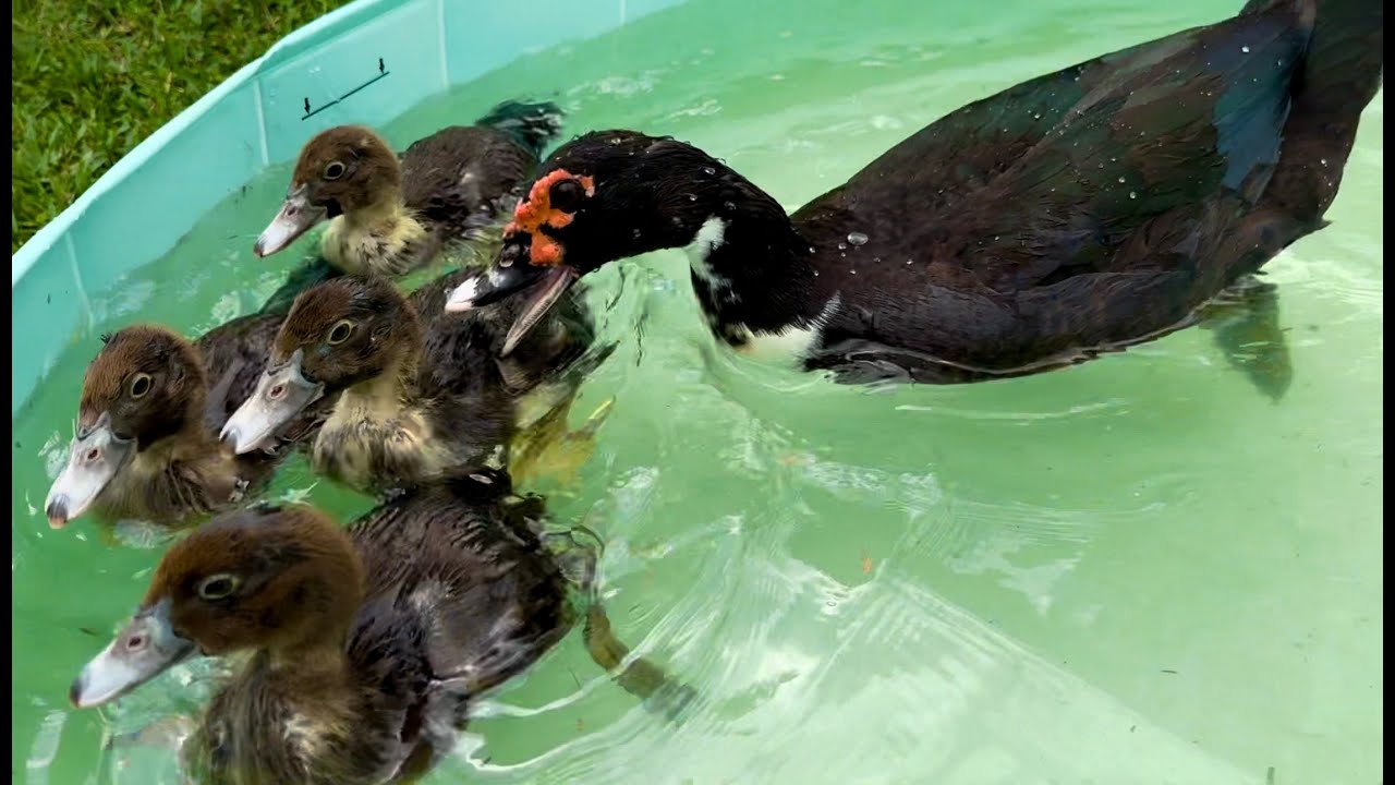 Wild Duck Attacks Young Ducklings | Muscovy Ducks - YouTube