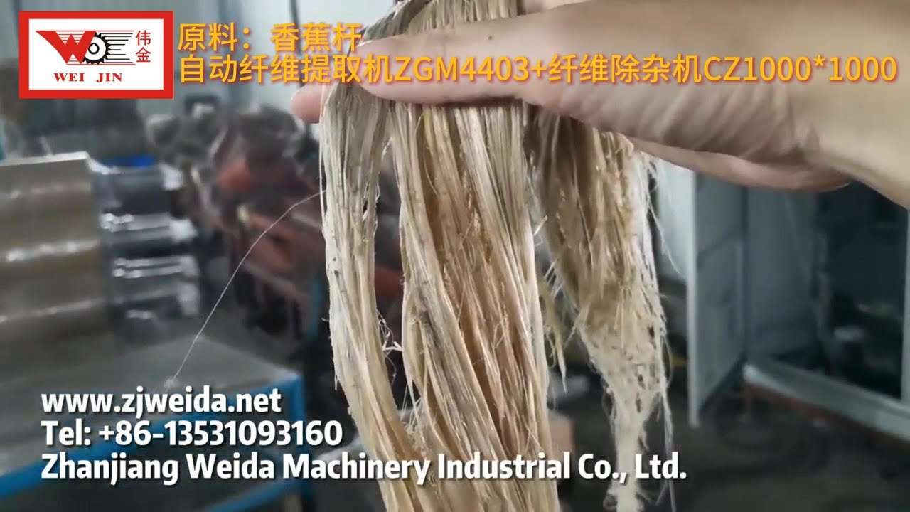 Banana stemp fiber extraction machine ZGM-4403+fiber brushing machine ...